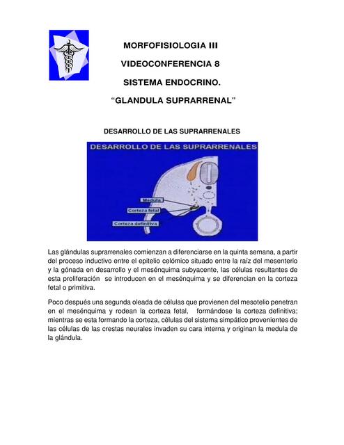 Glandula Suprarrenal┃AO8┃Morfo 3 | Ysaac Garcia | uDocz