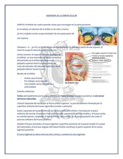 Anatomía de la órbita ocular | Saidek GC | uDocz