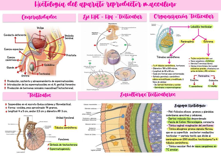 Histología del Aparato Reproductor Masculino | uDocz