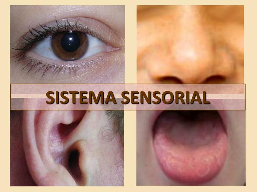 Sistema sensorial | Full ciencia | uDocz