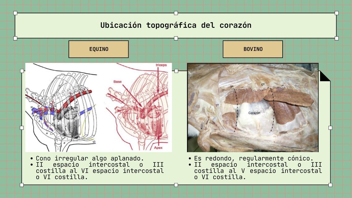 Anatomía Comparada Del Corazón