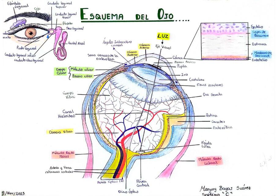 Esquema del Ojo | Carly Bayas | uDocz