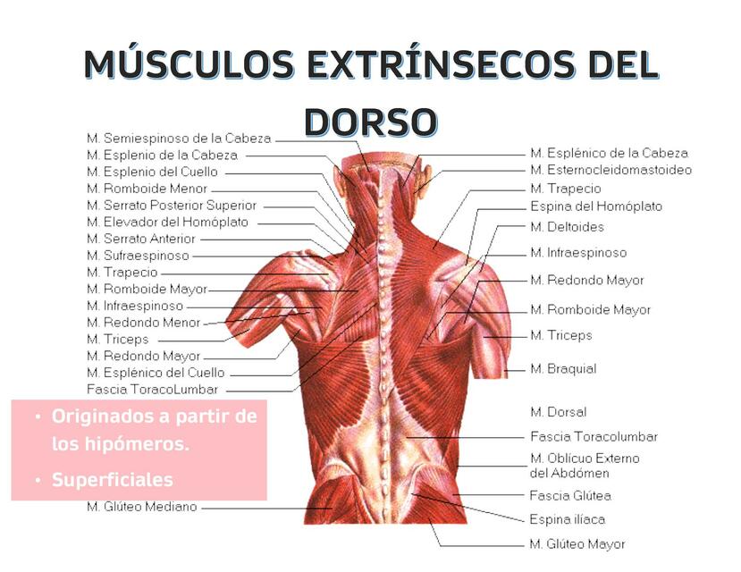 Músculos extrínsecos del dorso | Alicia Luna Herrera | uDocz