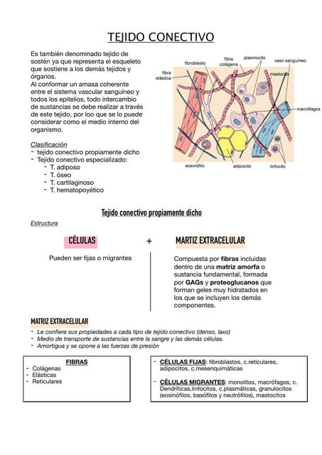 Apunte de tejido conectivo | Josefina Poch | uDocz