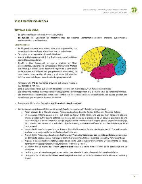 Vías eferentes somáticas | bioanatomia | uDocz