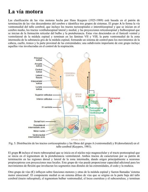 La vía motora | bioanatomia | uDocz