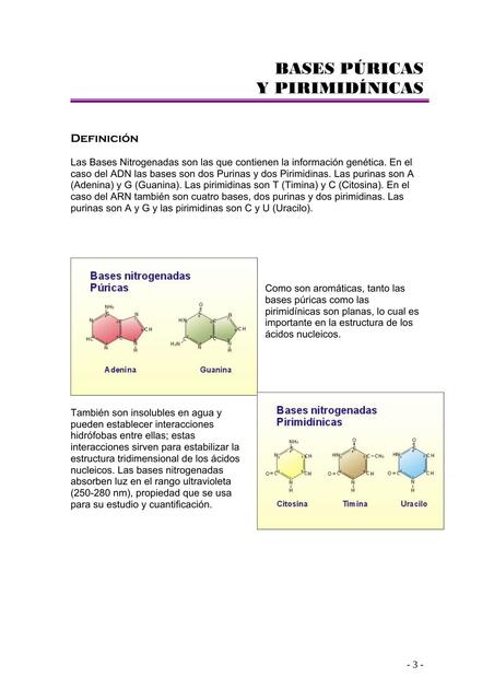 Bases púricas y piridínicas timina guanina adenina | bioanatomia | uDocz