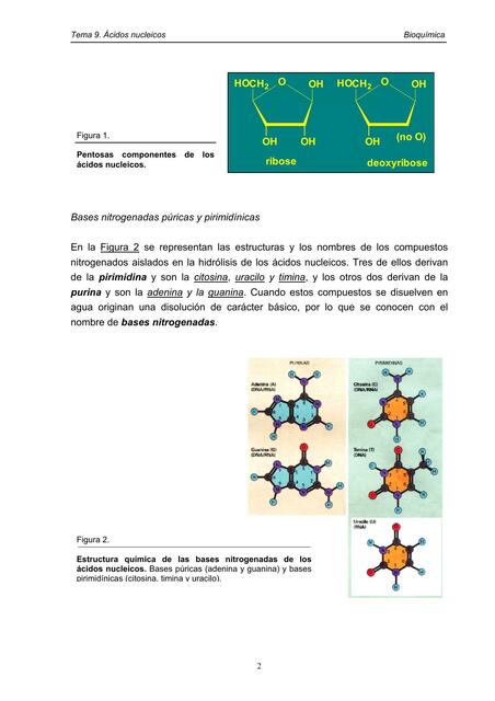 Bases nitrogenadas púricas y piridinas | bioanatomia | uDocz