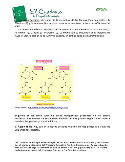 Bases purínicas y pirimidícas timina guanina adenina uracilo ...