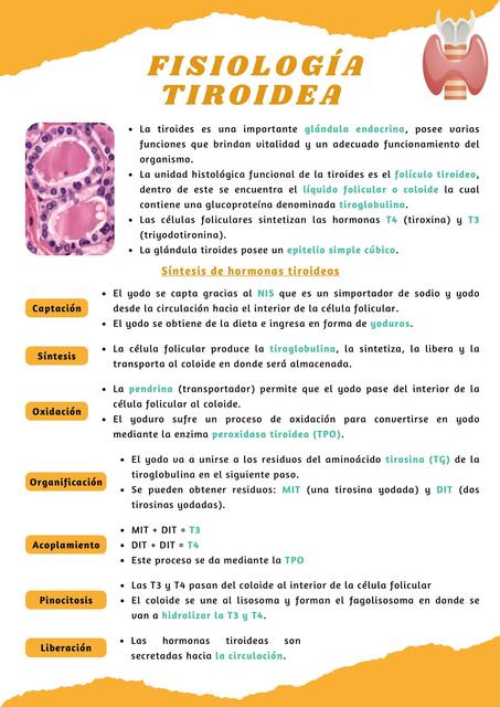 Fisiología de la glándula tiroides | Eduardo Rivero | uDocz