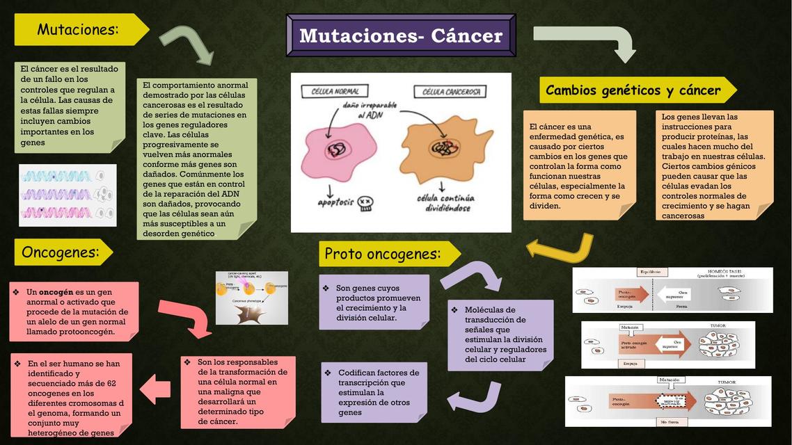 Mutaciones - Cáncer - Biología Molecular | uDocz creators | uDocz