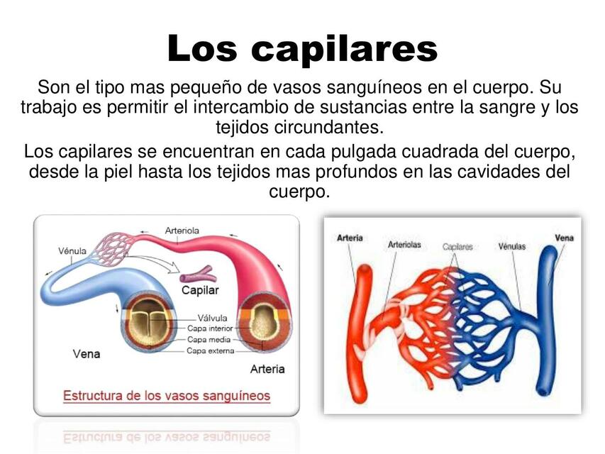 Los Capilares | veronica | uDocz