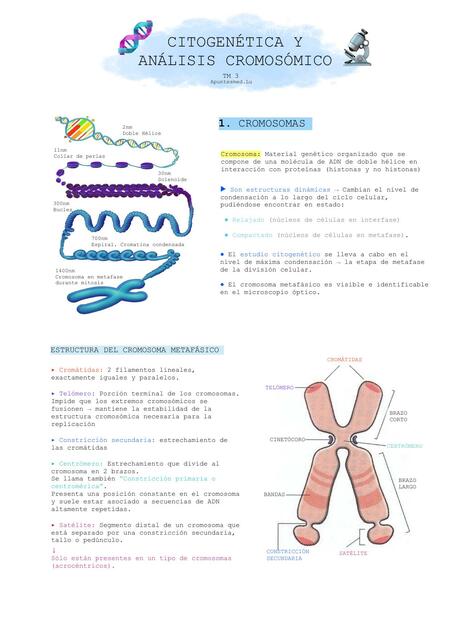 Citogenética y análisis cromosómico | Apuntesmed.lu | uDocz