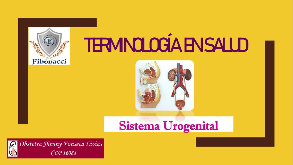Terminología del aparato Urogenital | Medical_lovers | uDocz