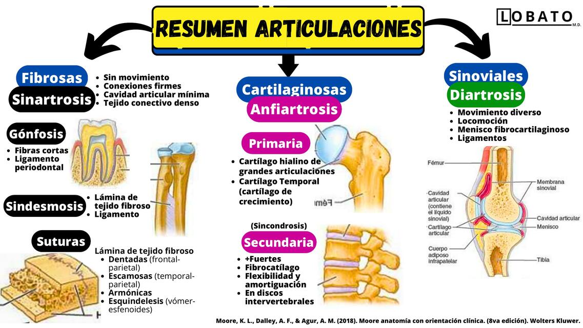 Articulaciones🦴| Resumen COMLETO | Fibrosas, Cartilaginosas, Sinoviales ...