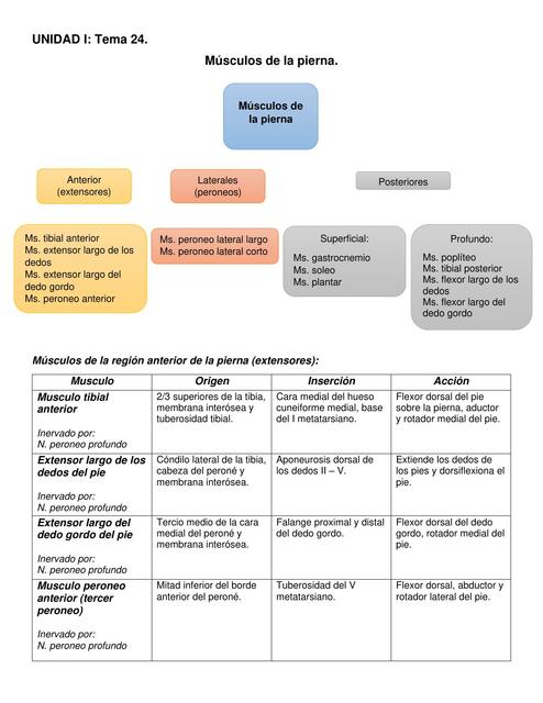 UNIDAD I TEMA 24 Músculos de la pierna | Carlos Daniel Cárdenas Santos | uDocz