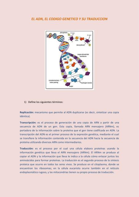 EL ADN EL CODIGO GENETICO Y SU TRADUCCION | Ana B. | uDocz
