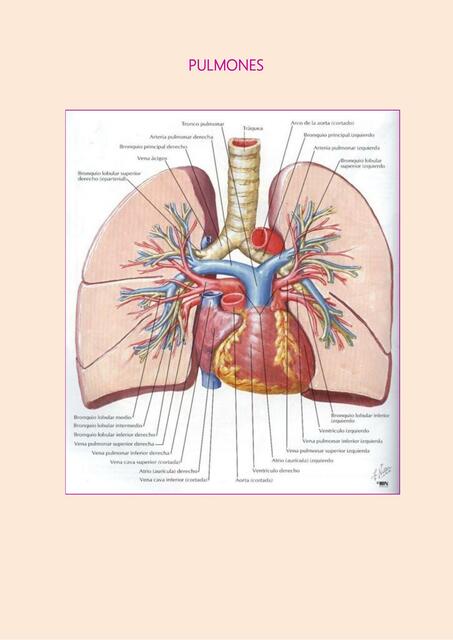Pulmones | Ana B. | uDocz