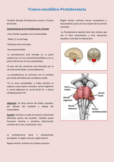 Tronco encefálico- protuberancia | Ana B. | uDocz