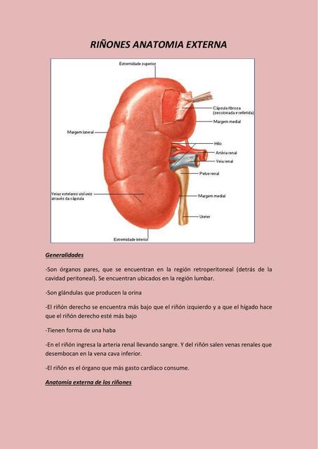 Riñones anatomia externa | Ana B. | uDocz