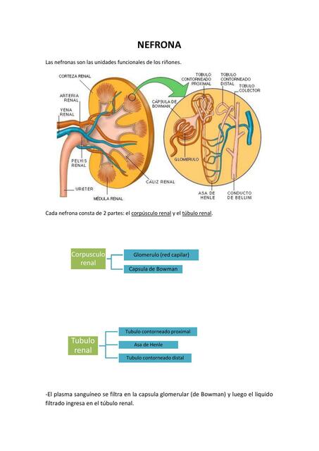 Nefrona | Ana B. | uDocz