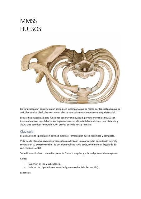 MMSS huesos superficies articulaciones ligamentos | Daniel Eduardo ...