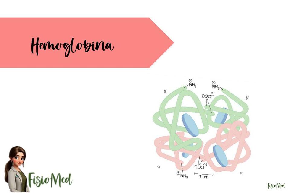 Hemoglobina 4 | Fisiomed023 | uDocz
