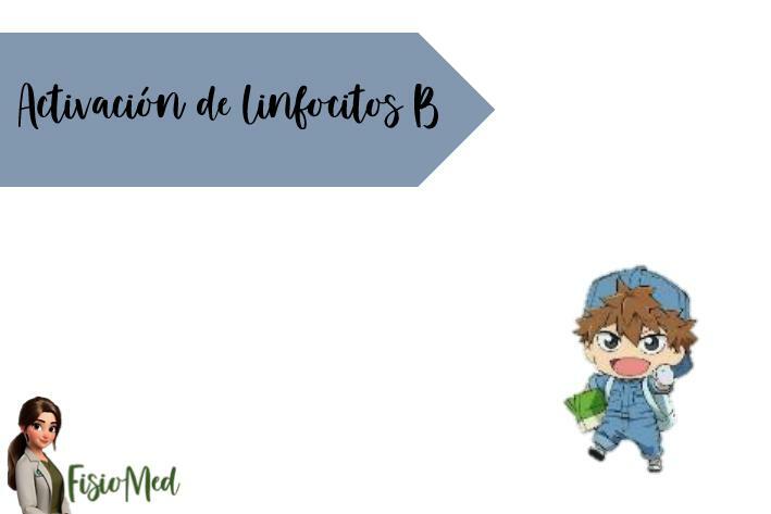 Activación de los linfocitos B | Fisiomed023 | uDocz