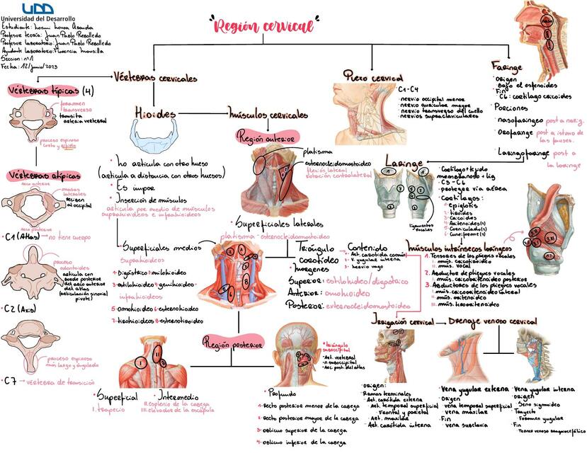 Región Cervical | Noemi Novoa Aranda | uDocz