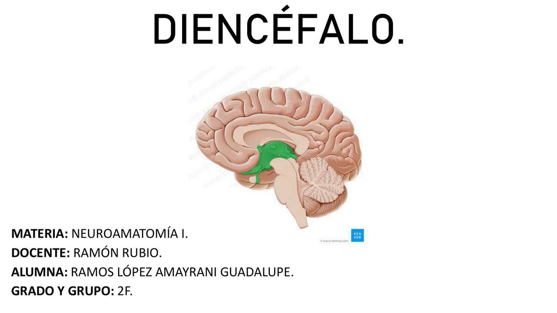 Diencéfalo | Rol Rub | uDocz