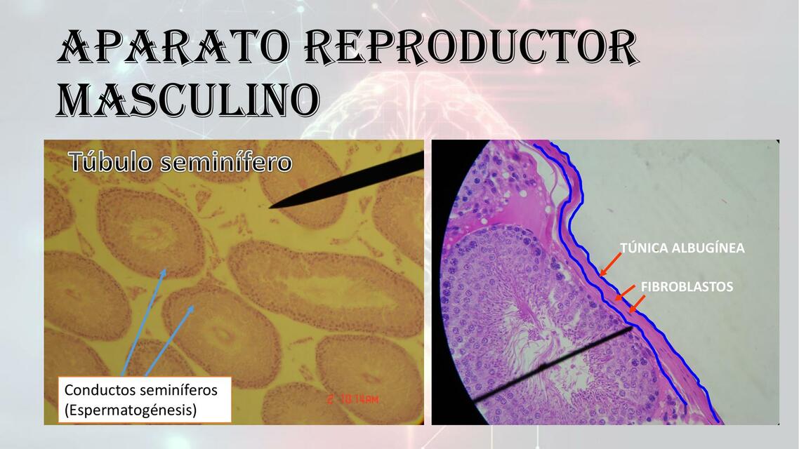Aparato reproductor masculino - Histología 2° unidad | Modo Estudiante MEHU | uDocz