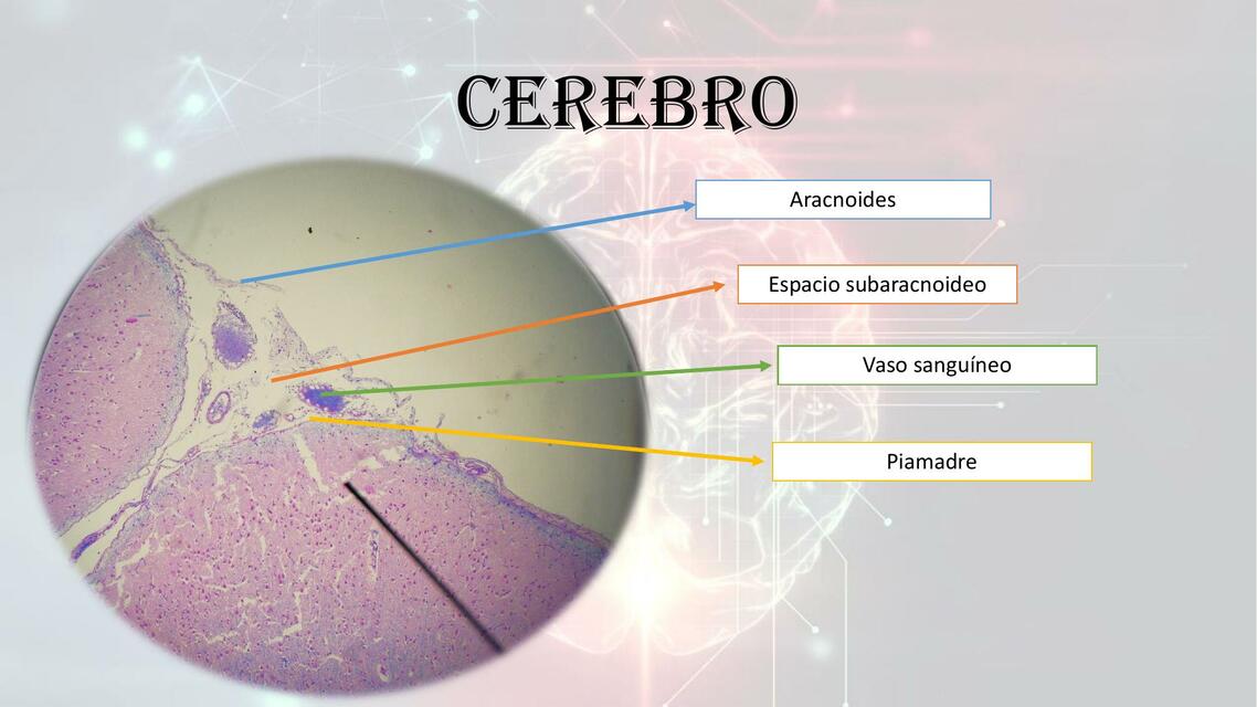 Cerebro e hipófisis - Histología 2° unidad | Modo Estudiante MEHU | uDocz