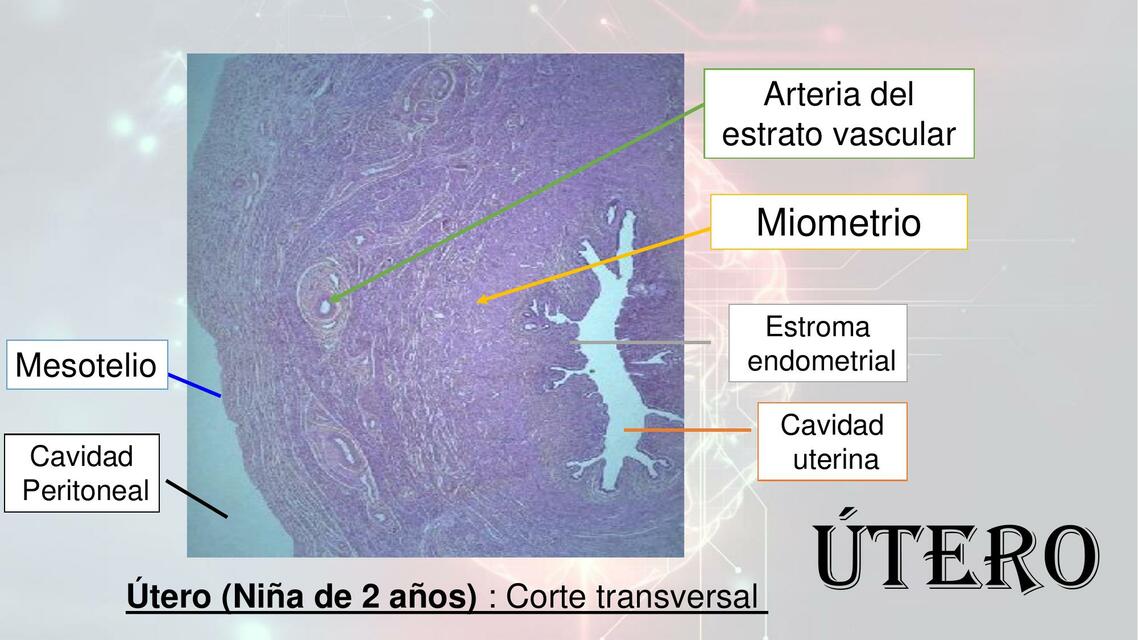 Cuerpo uterino - Histología 2° unidad | Modo Estudiante MEHU | uDocz