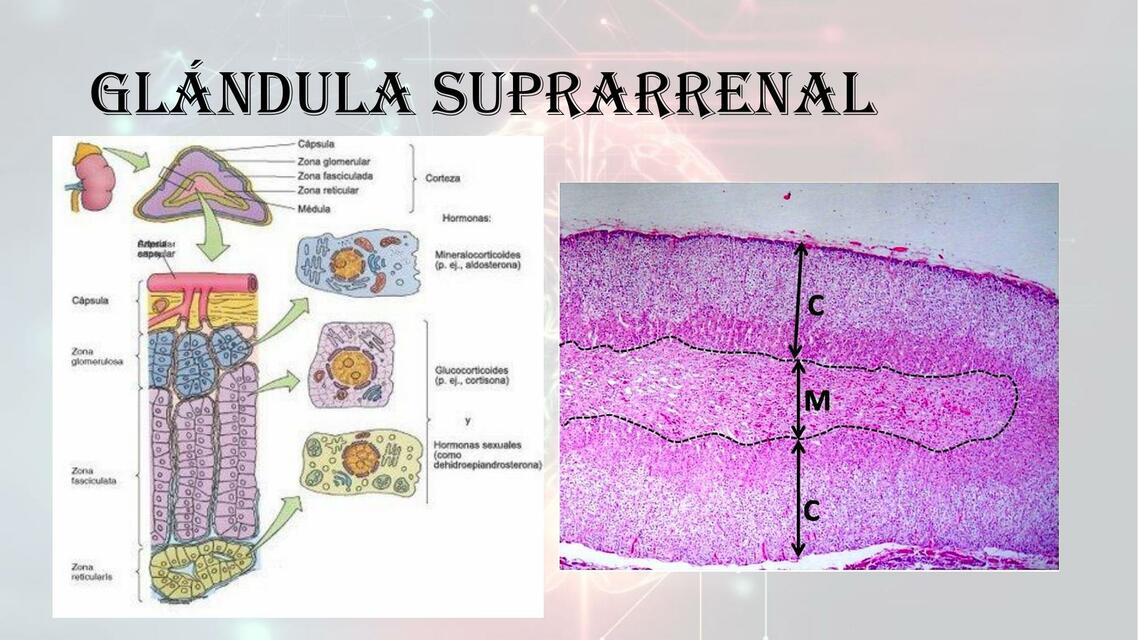 Glandulas Suprarrenal Capas