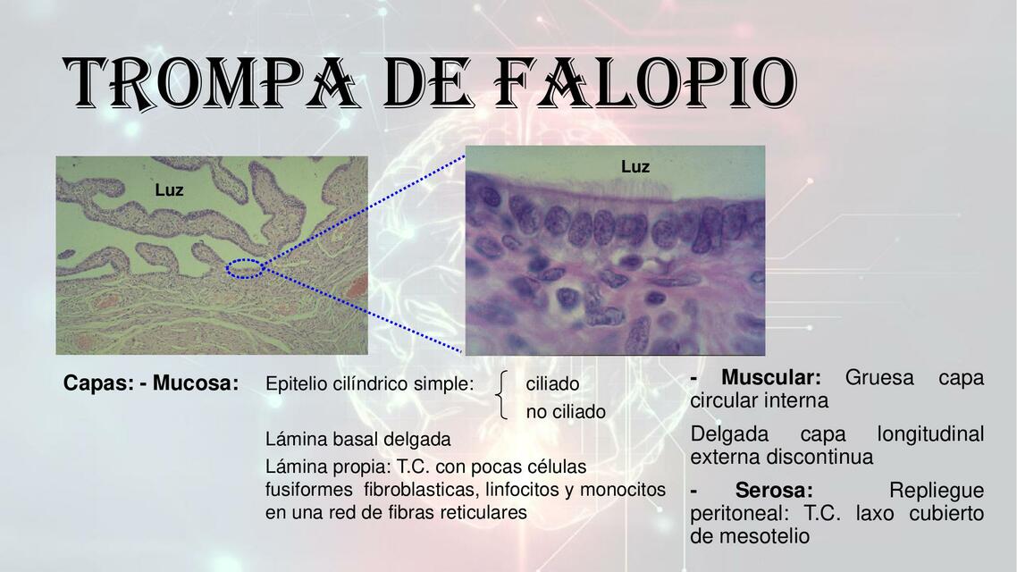 Trompa de Falopio - Histología 2° unidad | Modo Estudiante MEHU | uDocz