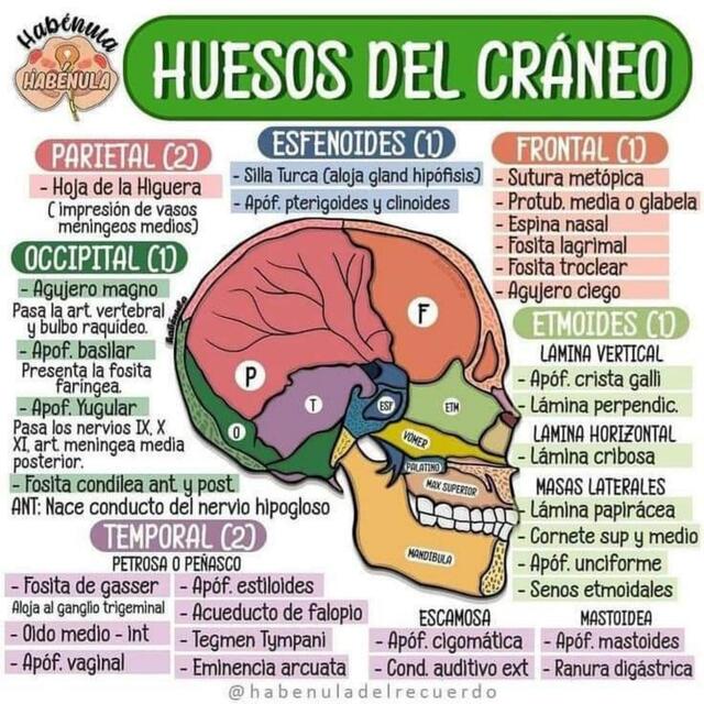 Huesos del cráneo | Franklin robles | uDocz