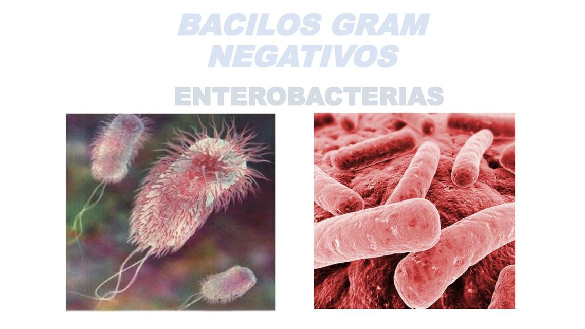 Bacilos gram negativos | Tomas Villarroel | uDocz