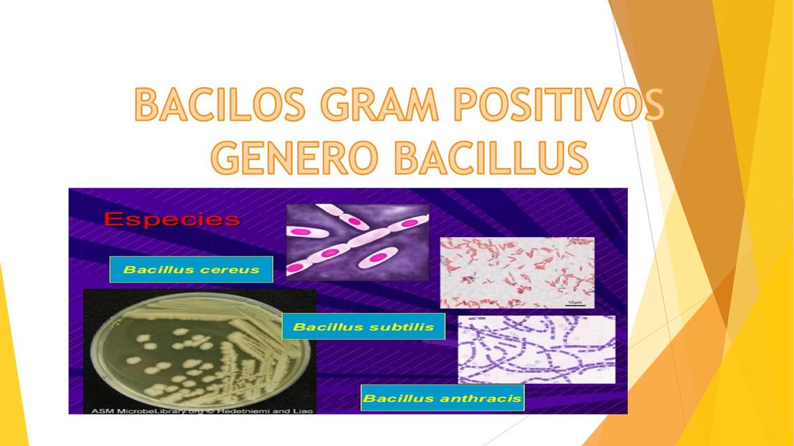 Bacilos gram positivos género bacillus | Tomas Villarroel | uDocz