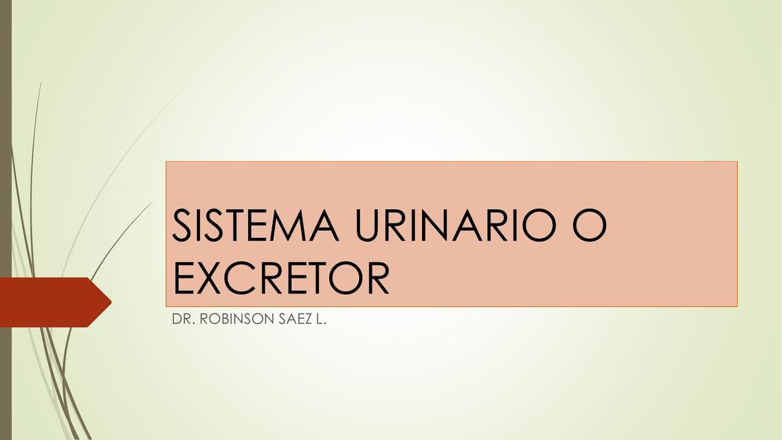Sistema urinario o excretor | Lisseth Fernandez | uDocz