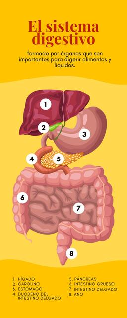 ANATOMÍA DEL SISTEMA DIGESTIVO | samxnthastudy | uDocz