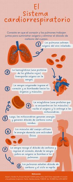 El sistema cardiorrespiratorio | samxnthastudy | uDocz