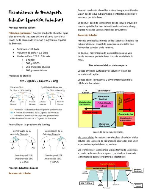 Mecanismos de Transporte Tubular | Montserrat Hernández | uDocz