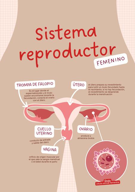 Sistema reproductor | manuel romeo | uDocz