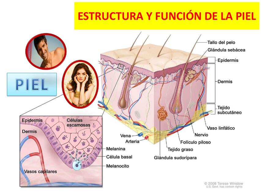 Estructura y función de la piel | MARQUINHO SANTAMARIA VELIZ | uDocz