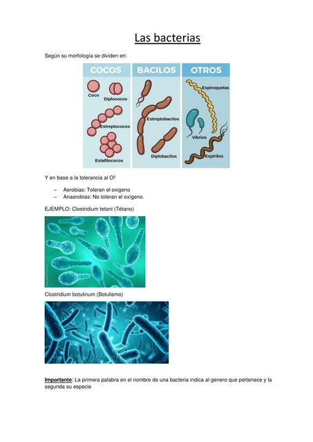 Bacterias Diplobacilos