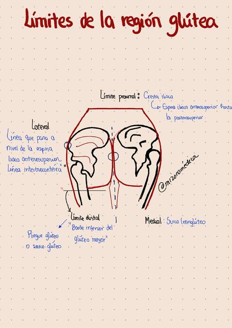 Límites de la region glútea | Mizonamédica | uDocz