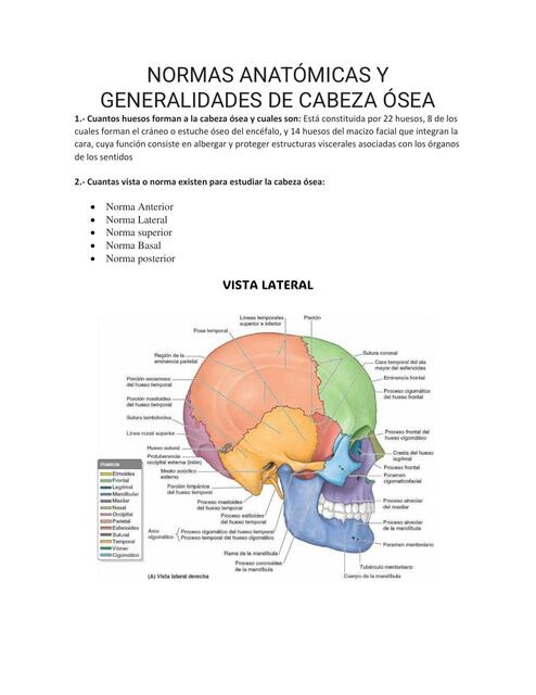 Normas Anatómicas y Generalidades de Cabeza Ósea | Elsy González | uDocz