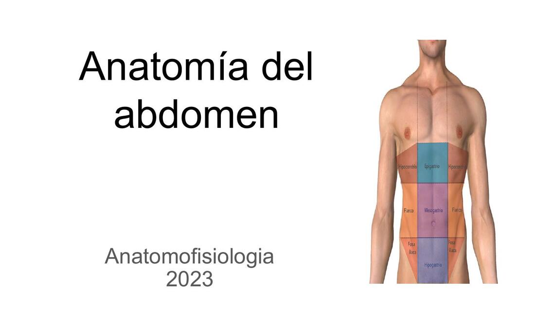Anatomía del abdomen | Kazly M | uDocz
