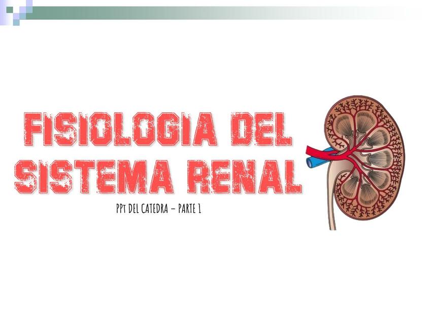 Flashcards de Fisiología del Sistema Renal | Por pocholatito | uDocz