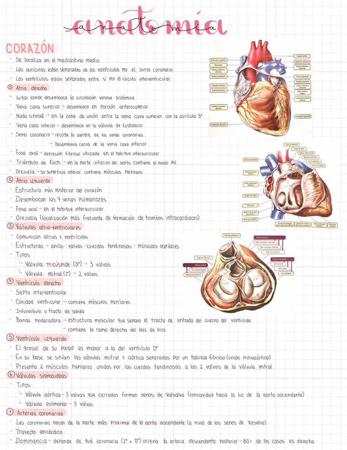 Anatomía cardiaca: resumen esencial de estructura cardiaca, irrigación ...
